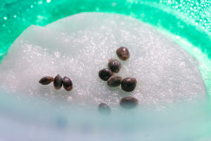 4 manieren om wietzaadjes te ontkiemen - CNNBS.nl