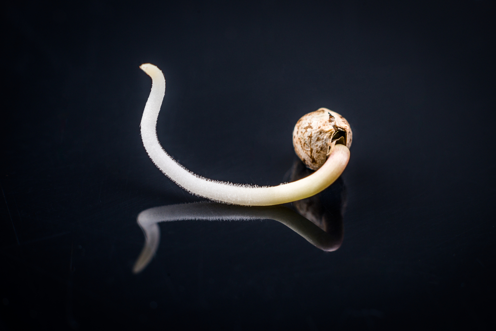 4 manieren om wietzaadjes te ontkiemen - CNNBS.nl