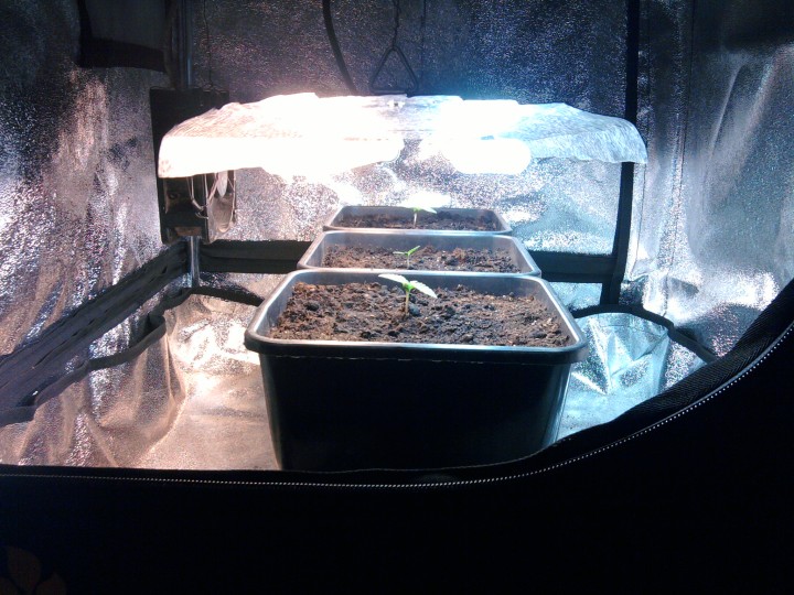 Wat zorgt bij wietplanten eigenlijk voor harde toppen? - CNNBS.nl