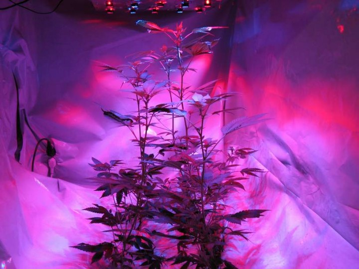 Groeispurt voor de bloei - CNNBS.nl