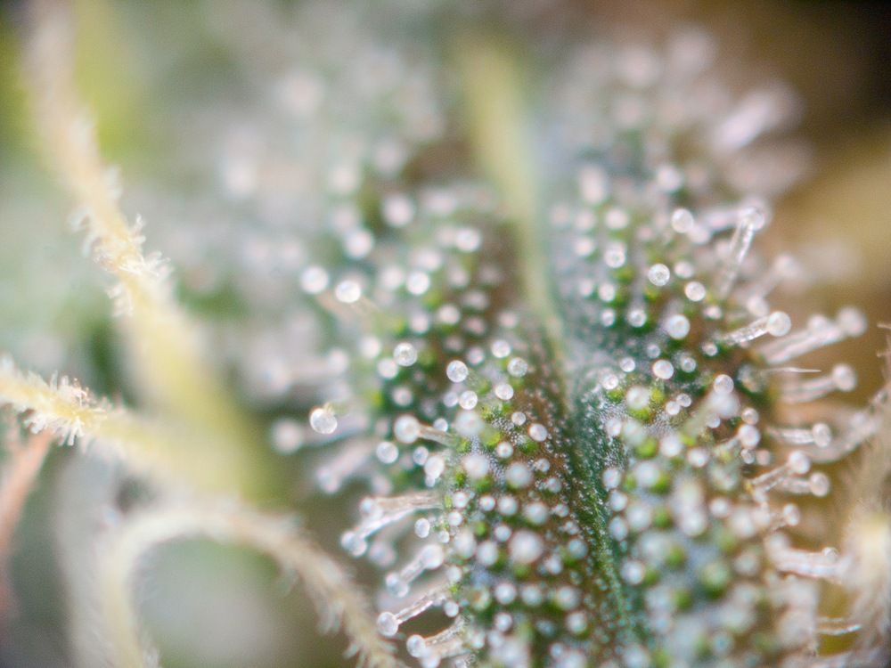 Vijf veranderingen tijdens de bloeifase van wietplanten - CNNBS.nl