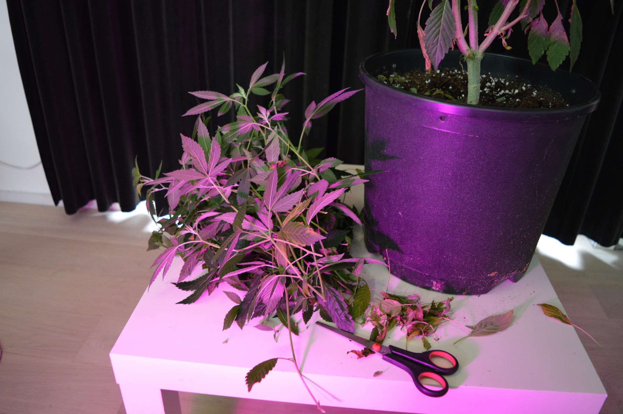 Een wietplant dieven, zo doe je dat - CNNBS.nl