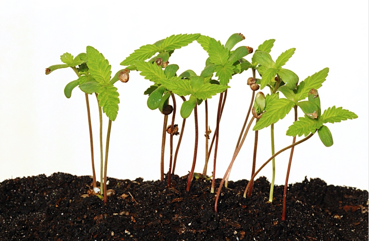 Het belang van N-P-K bij bemesting wietplanten - CNNBS.nl