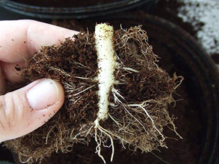 10 voordelen van wietzaadjes vs. wietstekken - CNNBS.nl