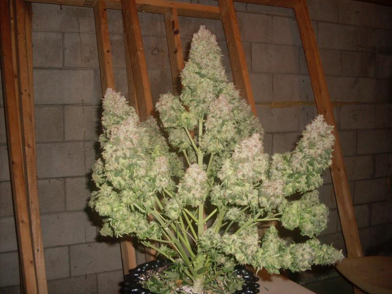 Autoflowers = meer wiet voor kleine kweker - CNNBS.nl