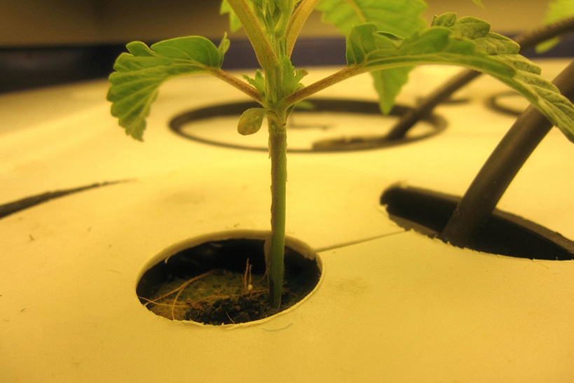 Zes tekens dat je wietplant blaakt van gezondheid - CNNBS.nl