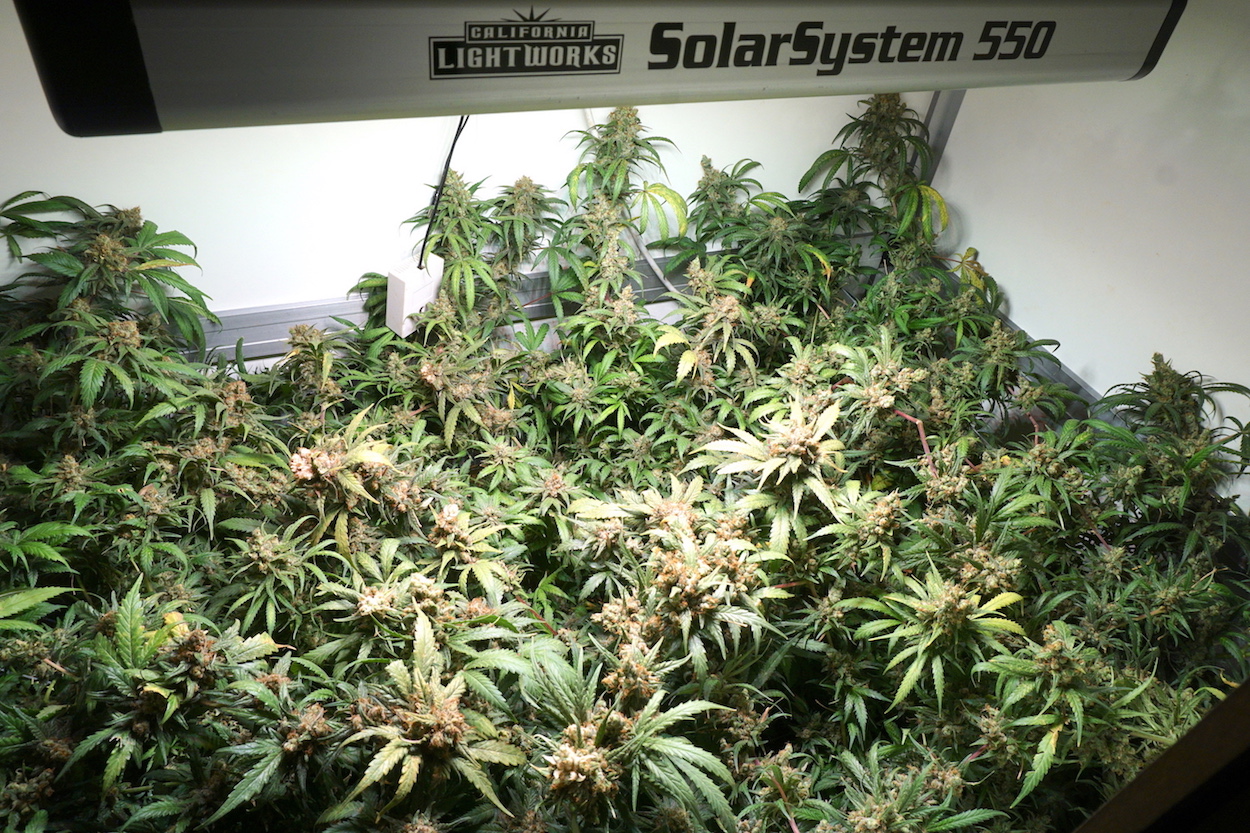 Getest: Solar System 550 vs. HPS vs. Kind led vs. Holographic Series 1 ...