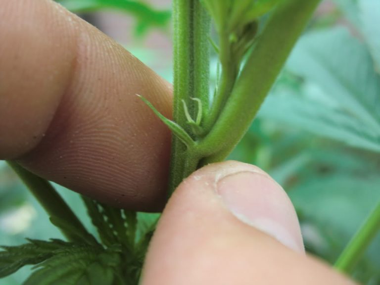 Zes tekens dat je wietplant blaakt van gezondheid - CNNBS.nl