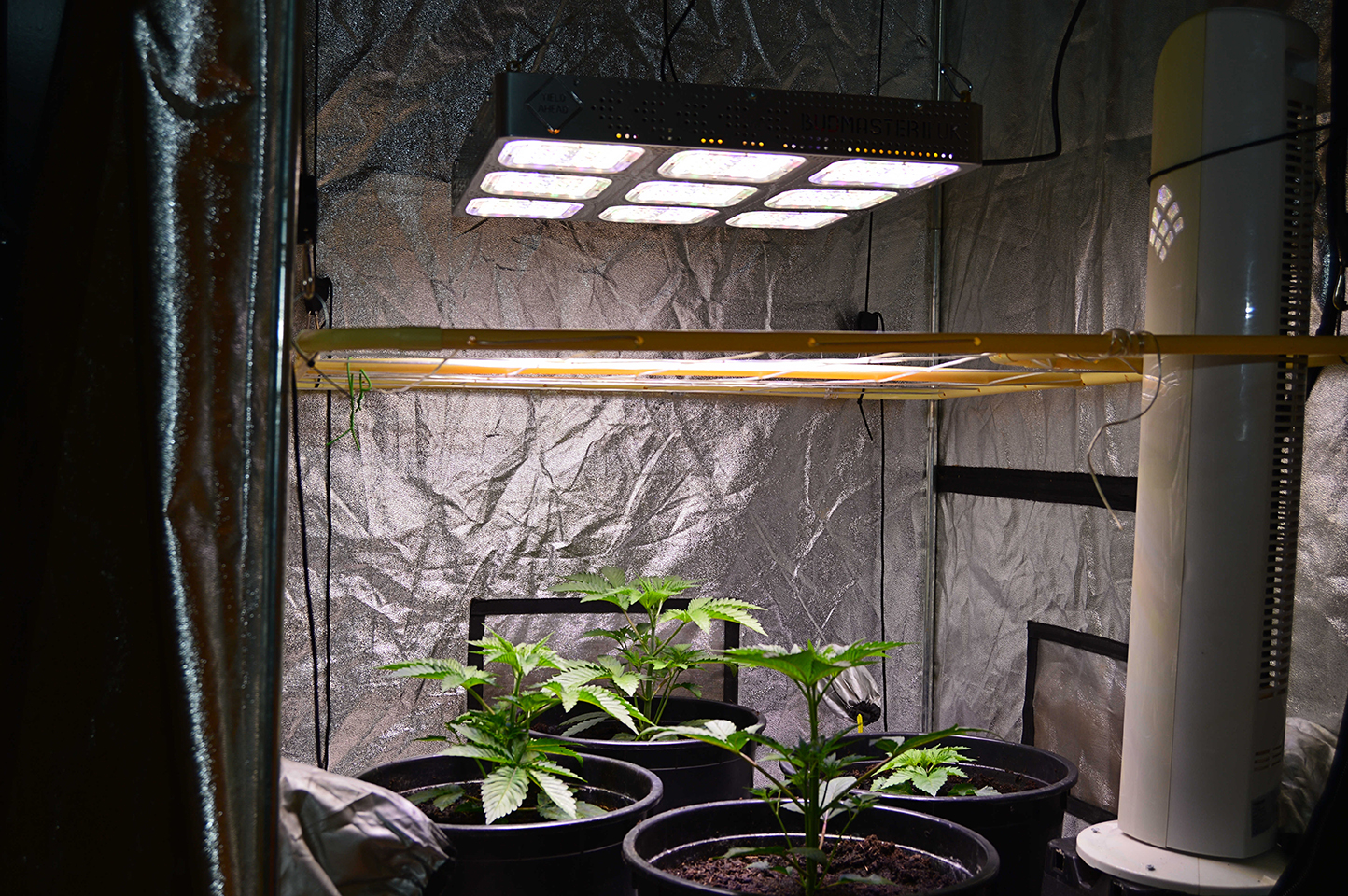 Barney blij met Kush & Budmaster - CNNBS.nl