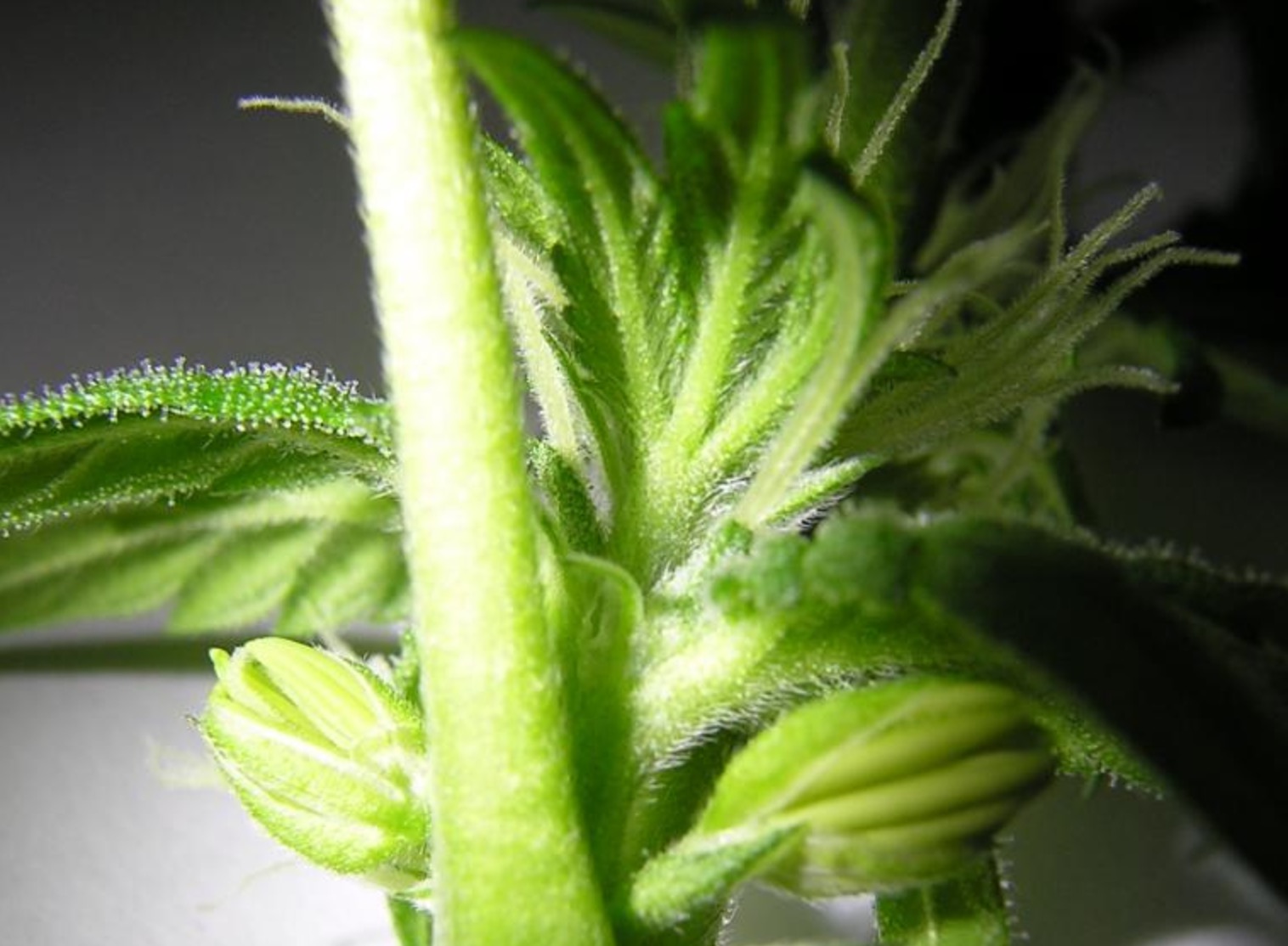 Mannelijke wietplanten, hermafrodieten en banaantjes - CNNBS.nl