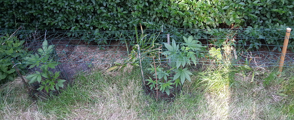 Scroggen: ook buiten vergroot het je opbrengst - CNNBS.nl