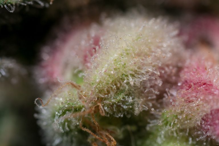 De smaak (terpenen) van wiet versterken: kweek je lekkerste toppen ...