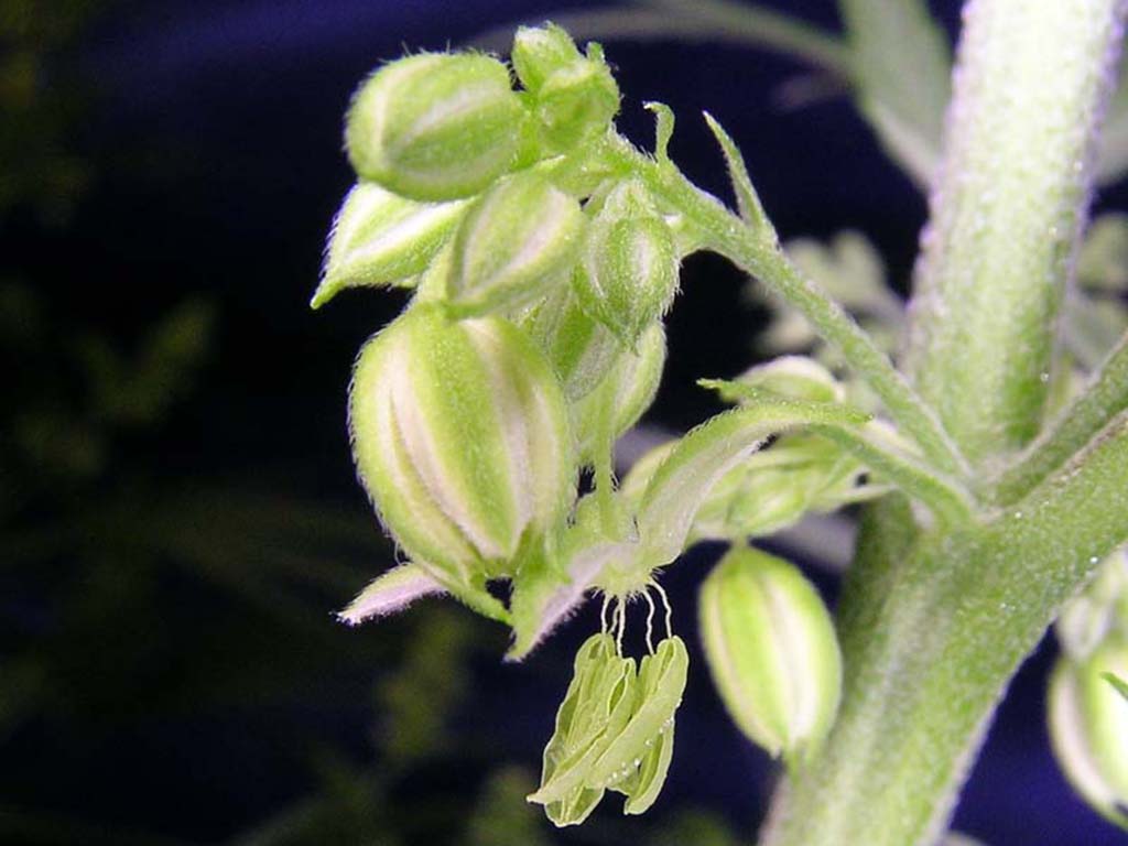 Dit zijn de grootste bedreigingen voor wietplanten buiten - CNNBS.nl