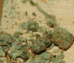 Wiet, of niet kweken? De voordelen van je eigen binnentuin - CNNBS.nl