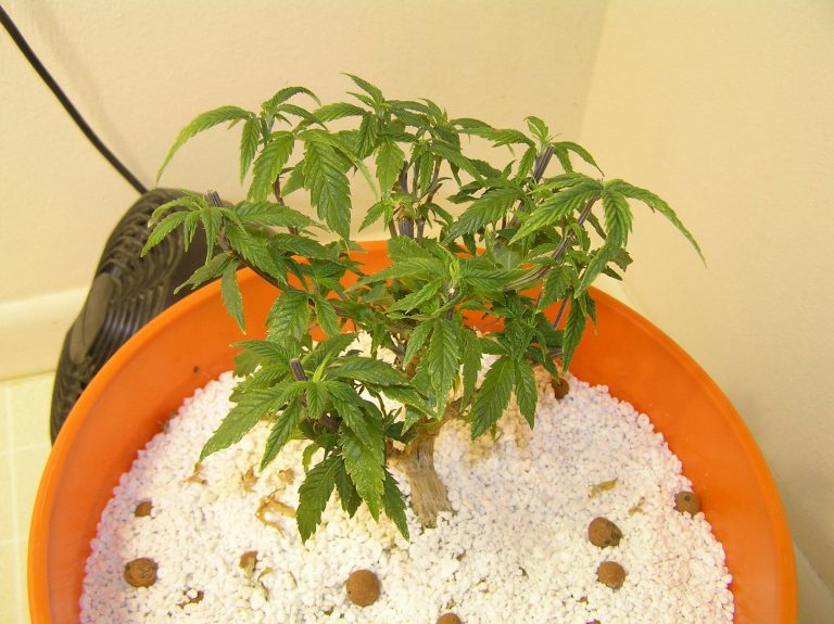 Binnen of buiten gemakkelijk hydrokweken in Hempy Buckets - CNNBS.nl