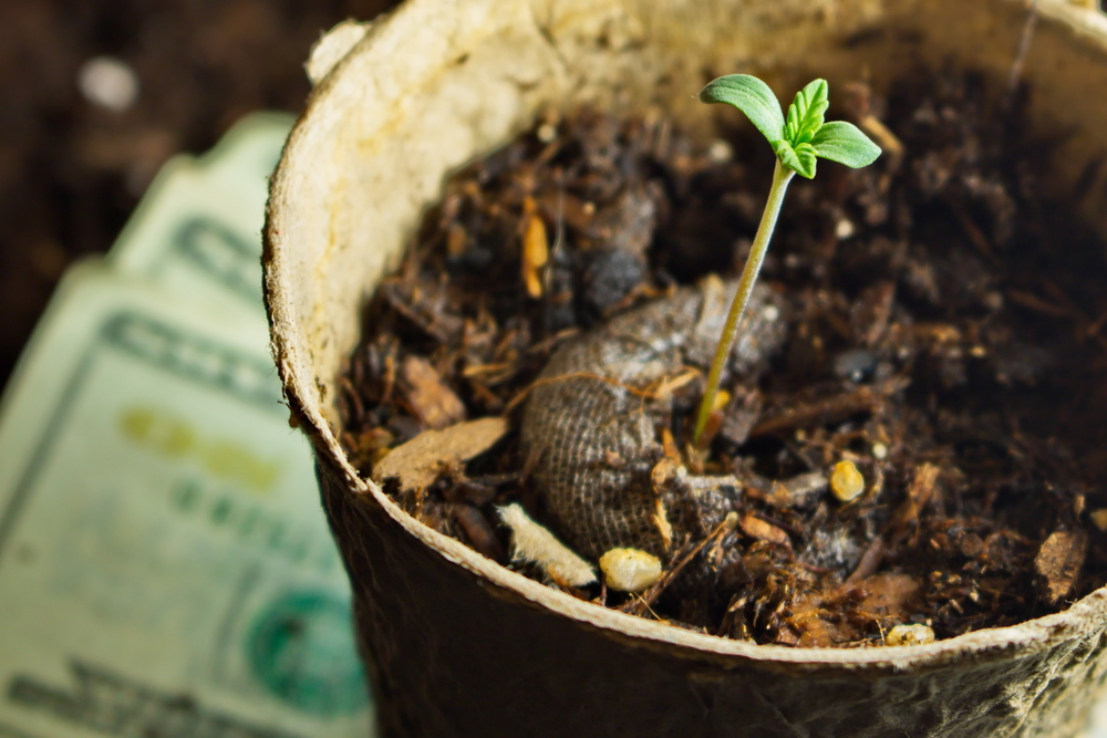 Wiet kweekplan van week tot week - CNNBS.nl