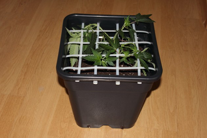 Schattig, een mini scrog in een potje - CNNBS.nl