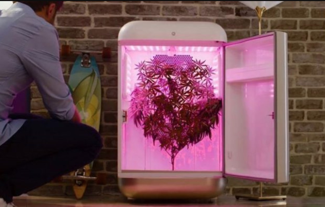 Hebbeding - Seedo automatische wiet-kweekkast - CNNBS.nl