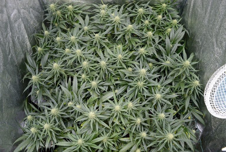 CNNBS Basics: scroggen voor beginners - CNNBS.nl