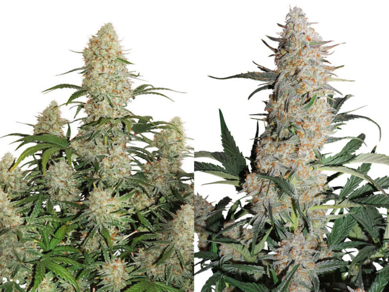 Nieuw! Critical Orange Punch + Auto Critical Orange Punch - CNNBS.nl