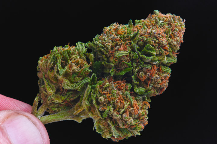 Zo kweek je wiet 7 keer beter! - CNNBS.nl