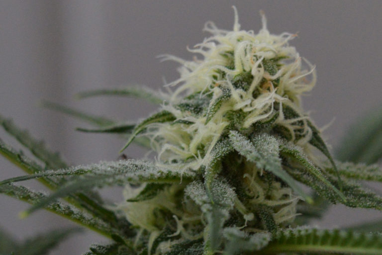 Dr. Groen dieft & buigt Lemon Zkittle toppen - CNNBS.nl