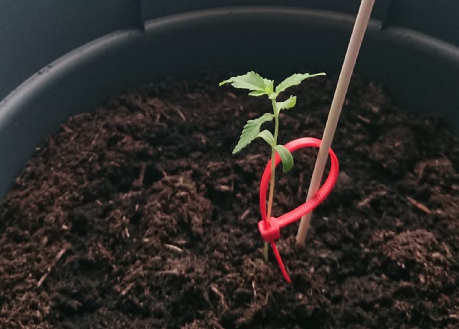 Hoe groeit mijn wietplant sneller & hoeveel gram zal ik oogsten? - CNNBS.nl