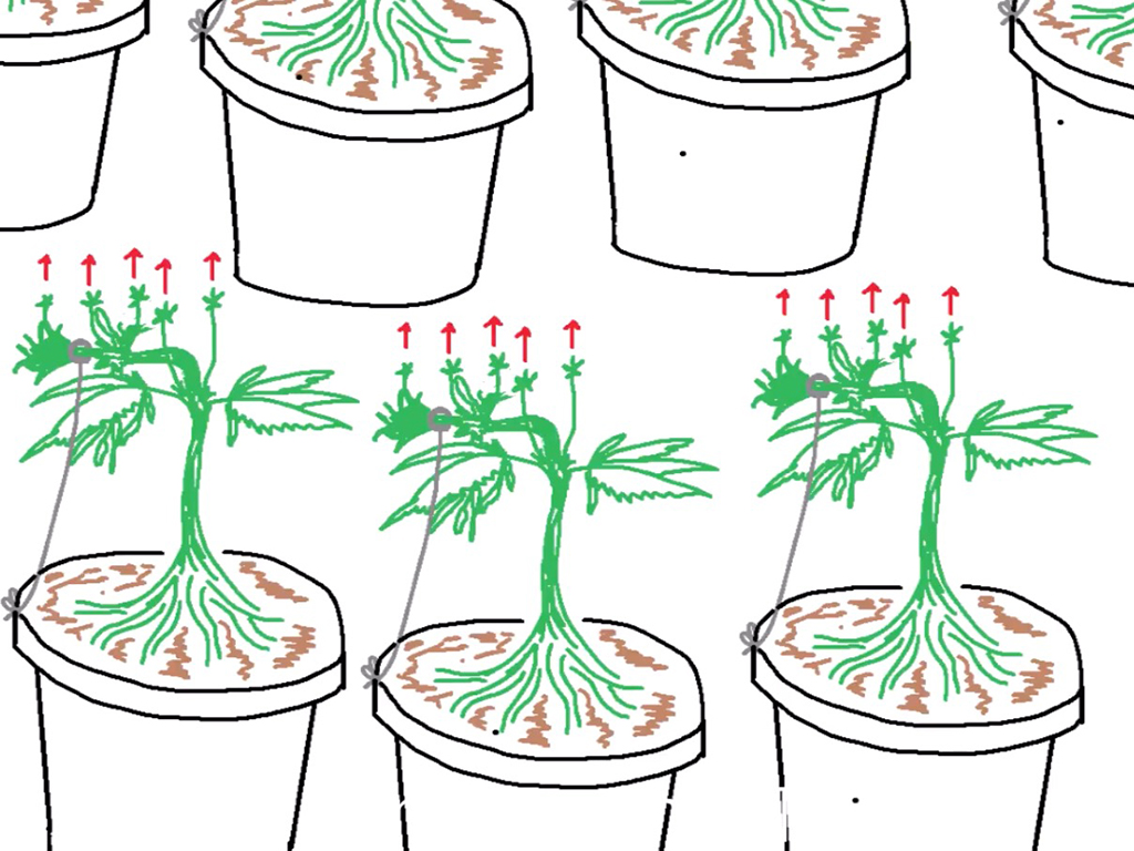 Video: Toppen, fimmen, supercroppen, LST, soggen en scroggen - CNNBS.nl