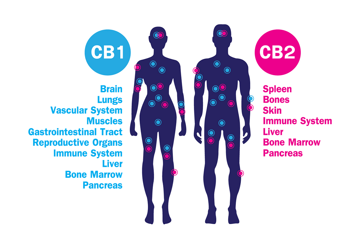 Cannabinoïden, receptors & (THC) percentages - CNNBS.nl