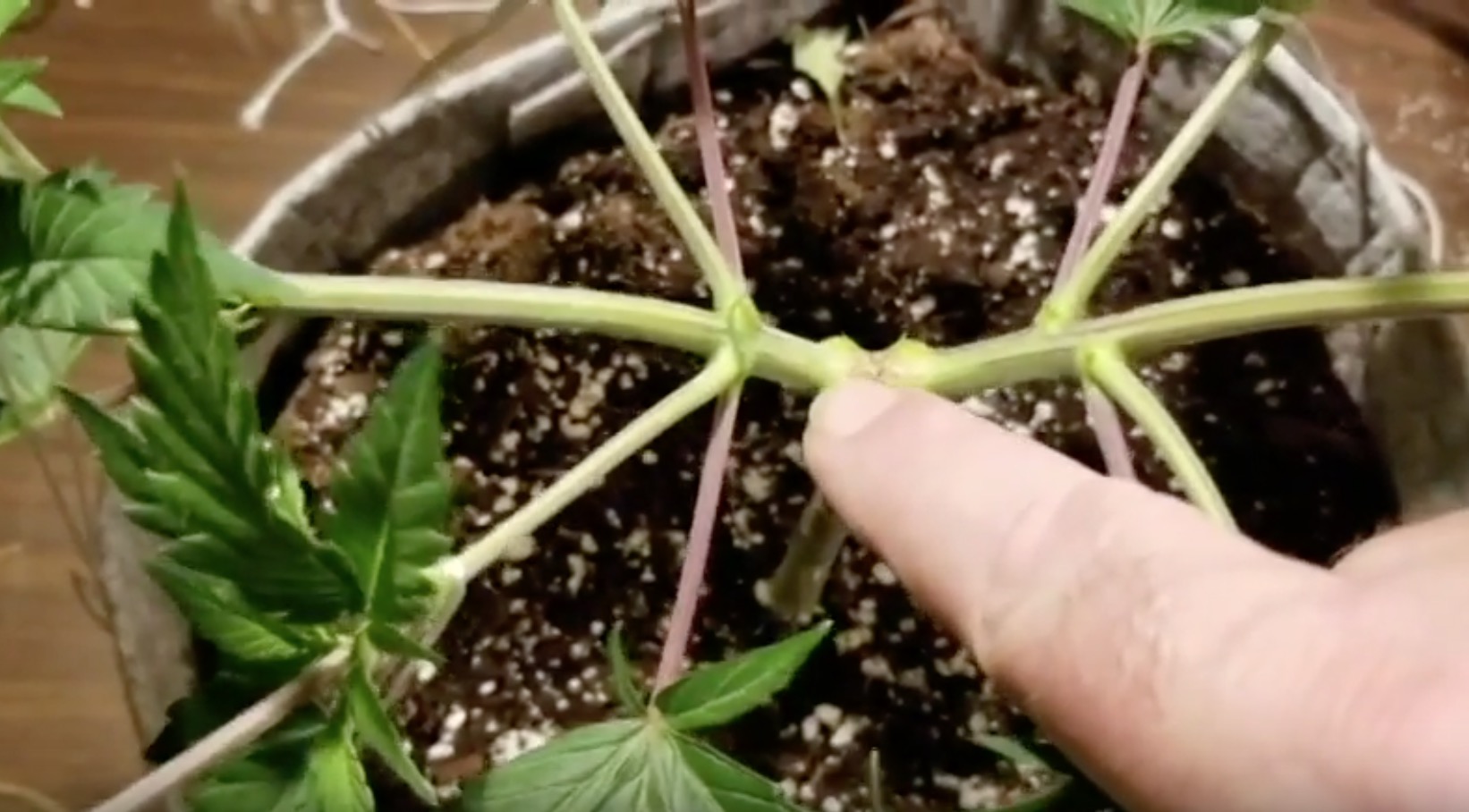 Main-Lining: scroggen zonder rek of net - CNNBS.nl