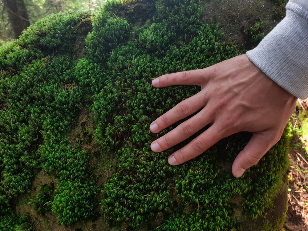 Weet je waar je ook high van wordt? Mos. Ja echt, MOS - CNNBS.nl