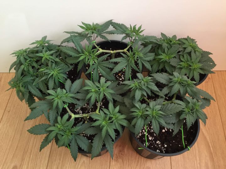 Hoeveel wietplanten mag je hebben in Nederland? De 5 planten regel ...