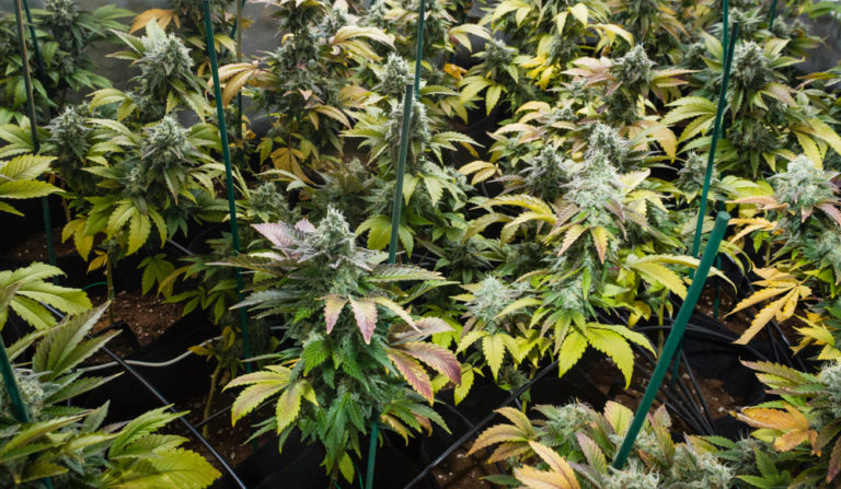 Wat je wel en niet moet doen als je wietplanten gaat snoeien - CNNBS.nl