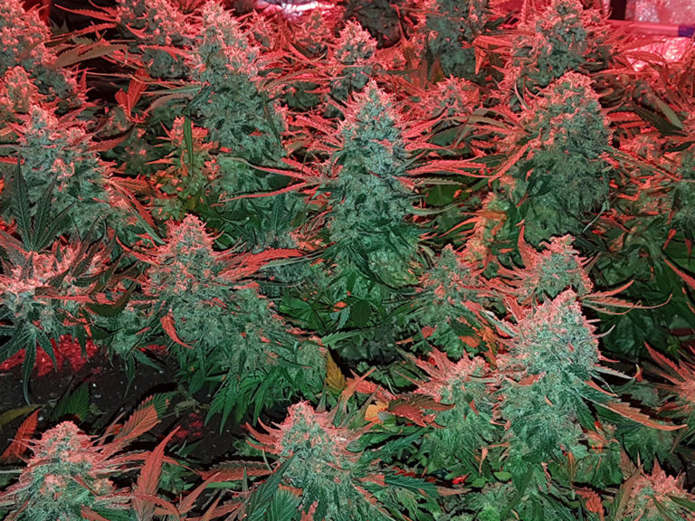 Wat je kunt doen om binnen meer wiet te oogsten - CNNBS.nl