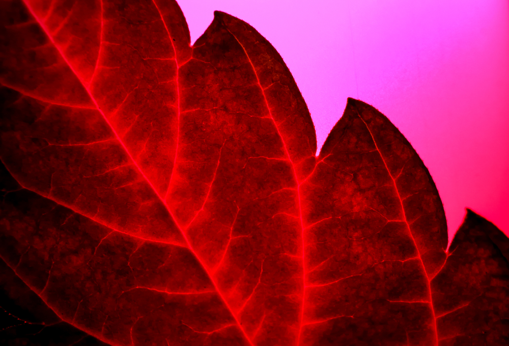 Floral Induction + Emerson effect = meer & eerder oogsten! - CNNBS.nl