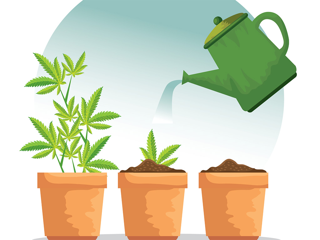 De voedingsbehoefte van wietplanten - CNNBS.nl