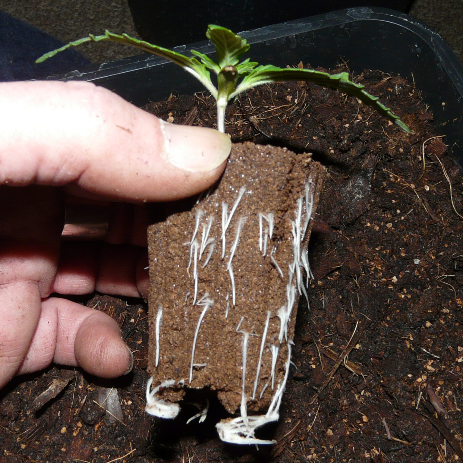 Zo kweek je autoflower wietplanten het beste - CNNBS.nl