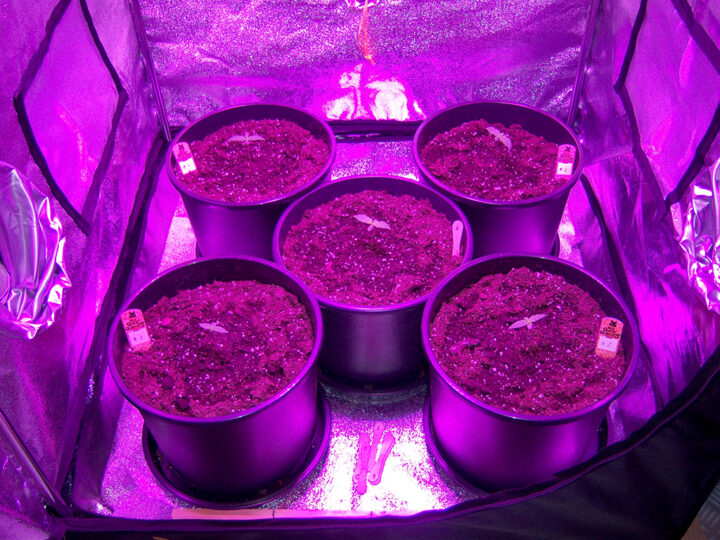 Kweek: 5 mystery autoflowers onder LED - CNNBS.nl