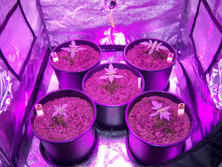 Kweek: 5 mystery autoflowers onder LED - CNNBS.nl