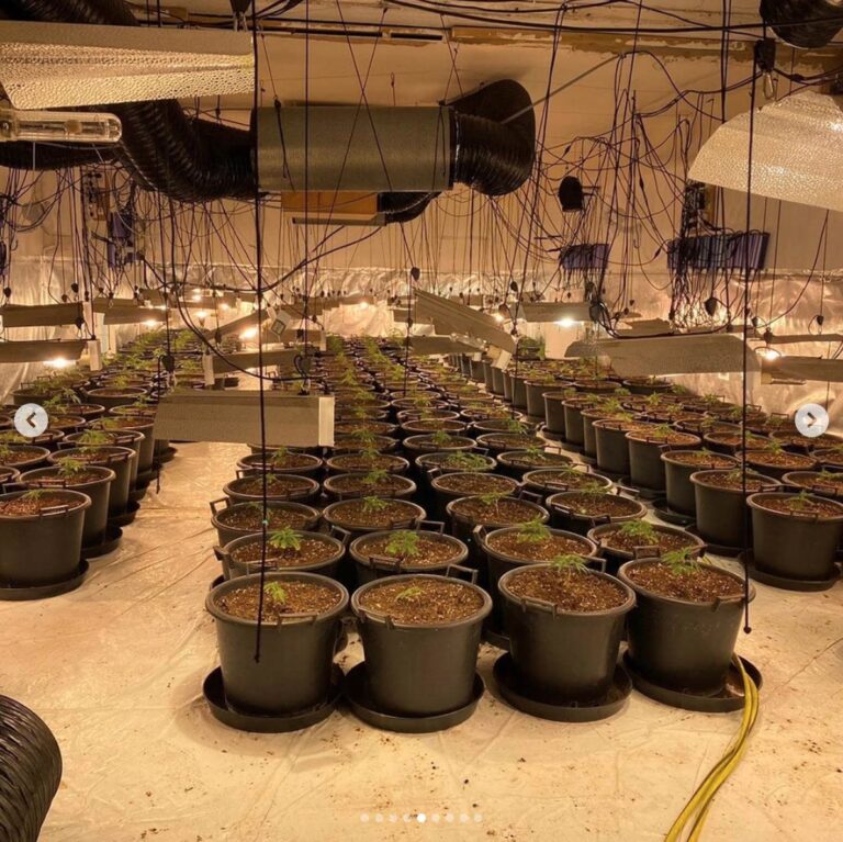 Club dicht om corona? Kweek wiet in je tent! (zoals deze Britten ...