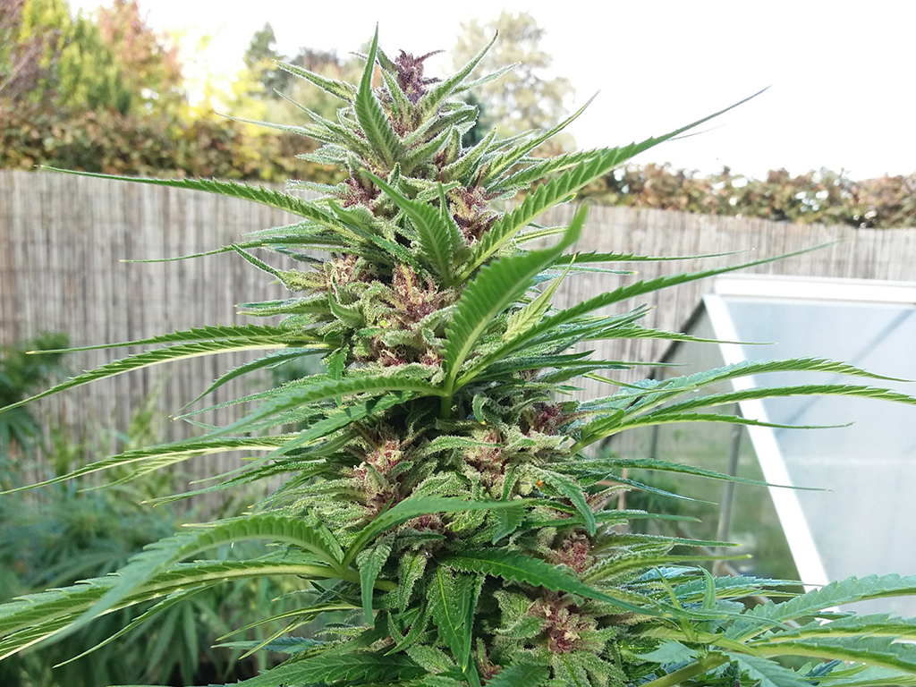 Gweedo oogst OG Reek'n & Oma's (OG) Kush - CNNBS.nl Gweedo oogst OG Reek'n & Oma's (OG) Kush - CNNBS.nl