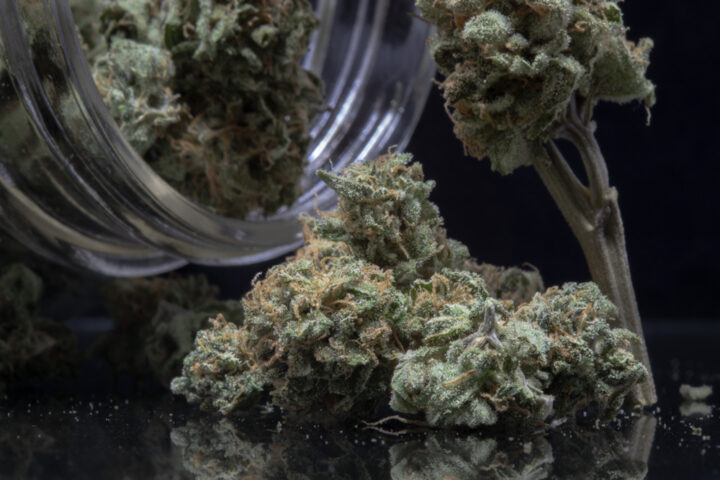 Wanneer moet ik mijn wiet oogsten? - CNNBS.nl