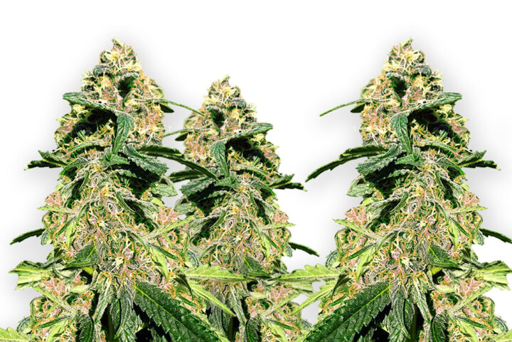 Paars kweekgemak met Critical Purple Autoflower - CNNBS.nl