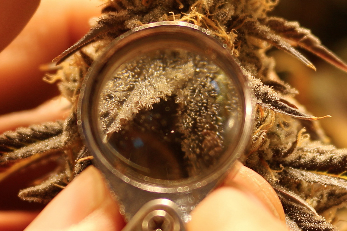 Video: zo weet je wanneer je wietplanten kunt oogsten - CNNBS.nl