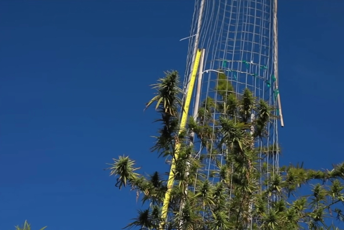 Kijk! Mendo Dope poogt 's werelds hoogste wietplant te kweken - CNNBS.nl