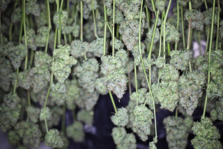 Plantarium's tips voor wiet knippen en oogsten - CNNBS.nl