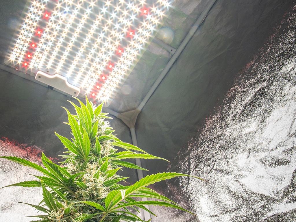 CNNBS Basics: kweeklicht voor wietplanten - CNNBS.nl