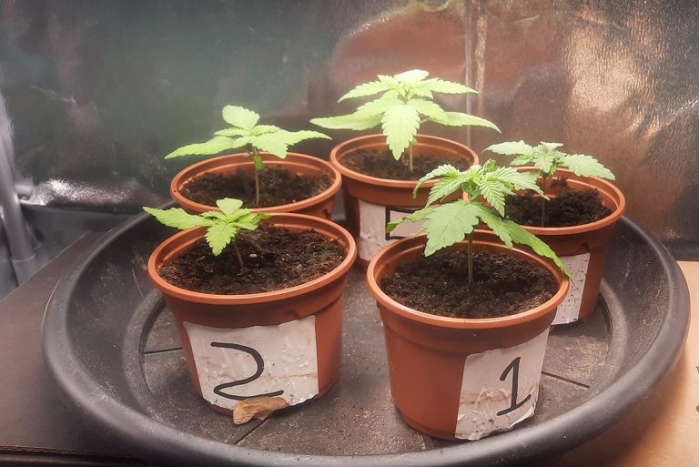 Buitenwiet testplanten genieten eindelijk van de zon - CNNBS.nl