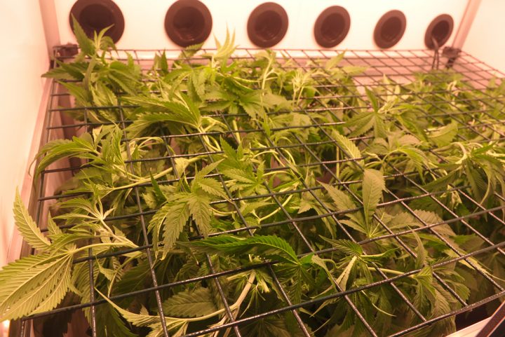 Lava Freeze scroggen en stekken maken met CannaTommy - CNNBS.nl