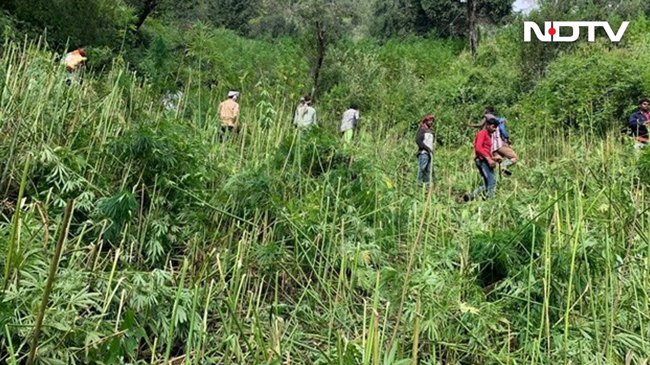 Politiedrone filmt kilometers wietvelden in India (en sloopt ze daarna ...